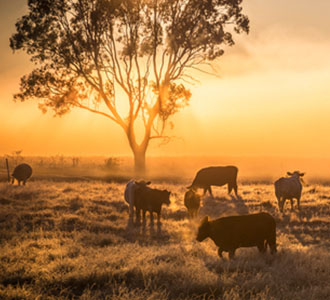 Live Cattle, Lean Hogs Higher - ADM Investor Services