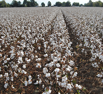 Demand Concerns Pressure Cotton Market - ADM Investor Services