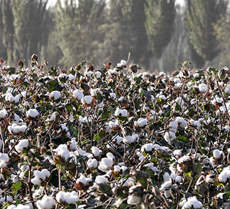 Limited Cotton Damage - ADM Investor Services