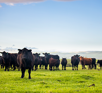 Extreme Southwest Heat Weighs on Cattle - ADM Investor Services