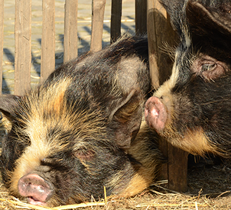 Hog Hook Reversal - ADM Investor Services