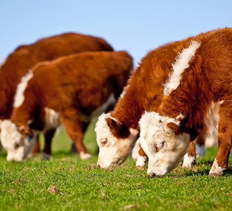 Pressure From Inflation Weighs on Beef - ADM Investor Services