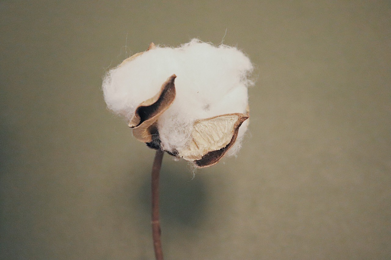 Strong Demand Signals For Cotton - ADM Investor Services