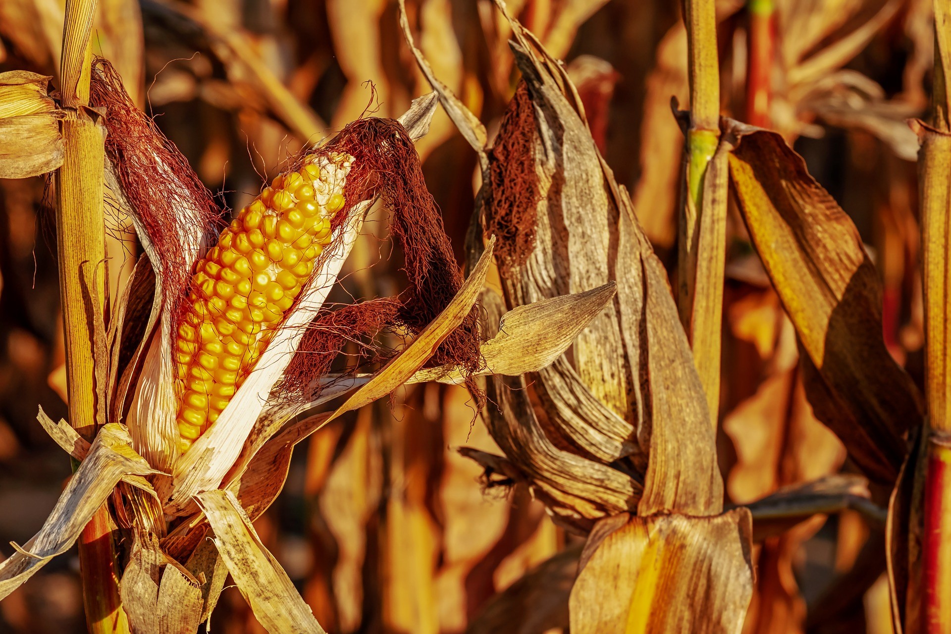 Corn Crop Yields Are Variable - ADM Investor Services