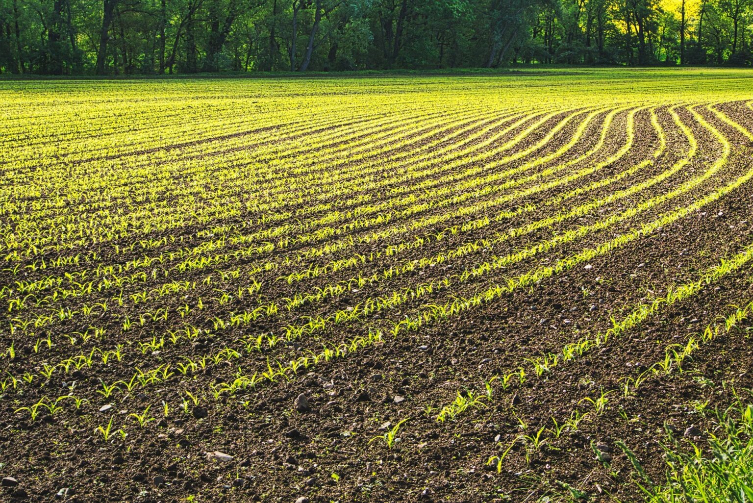 Risk Off, Grains Lower - ADM Investor Services