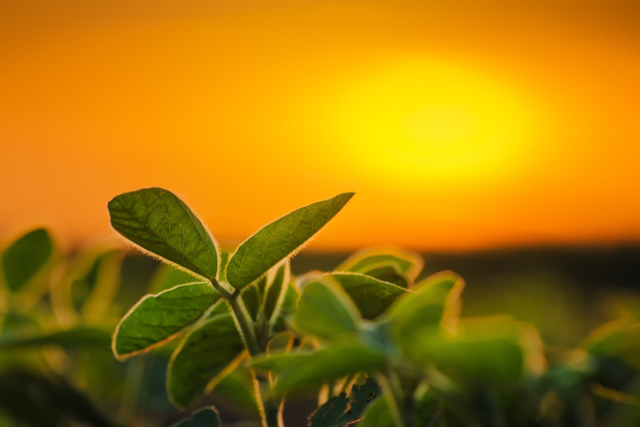 A Higher Start Across The Soy Complex - ADM Investor Services