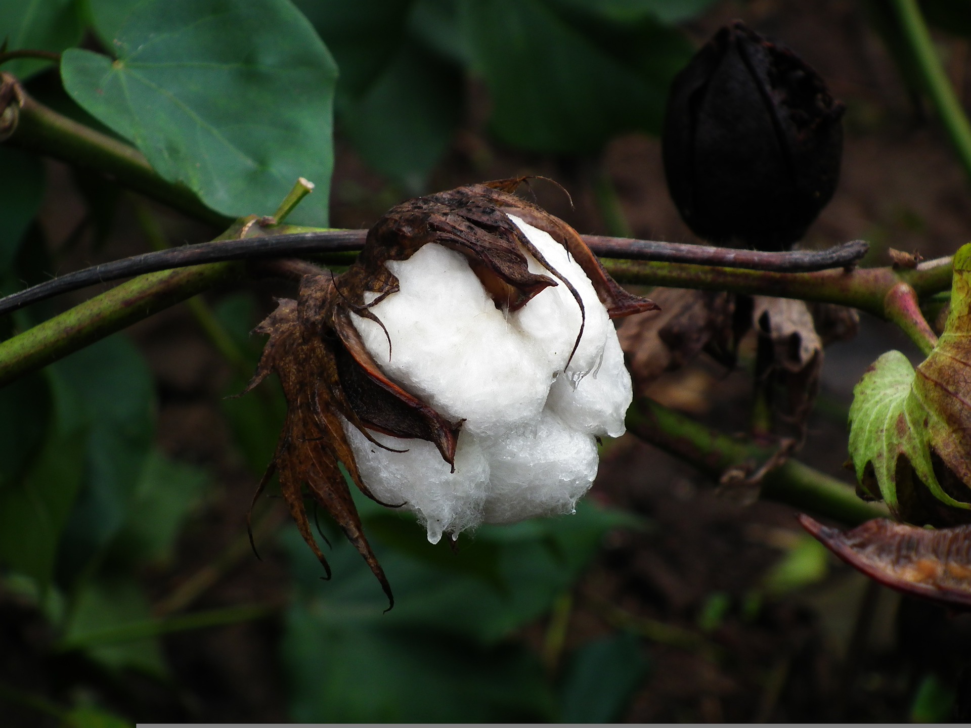 Cotton Shows Moderate Gains - ADM Investor Services