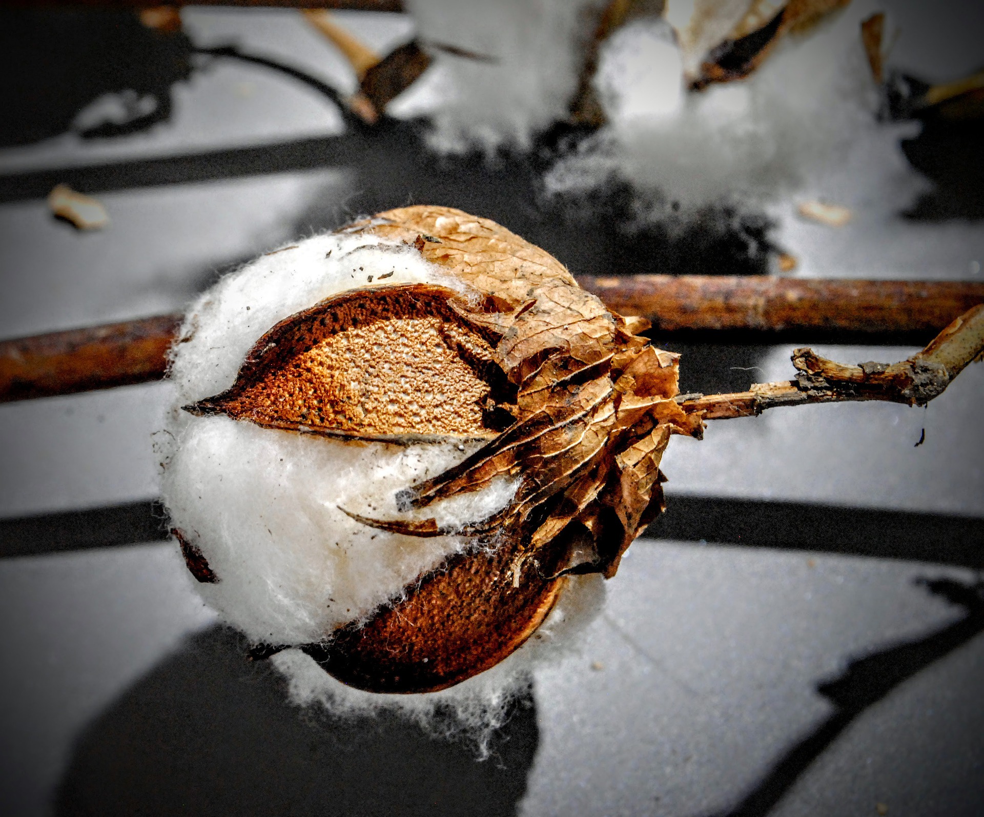 Cotton Traded to New Contract Lows - ADM Investor Services