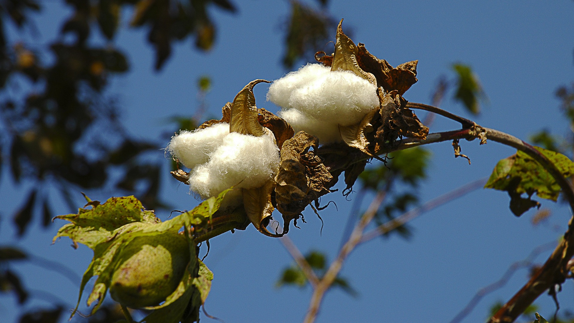 Deteriorating Cotton Crops - ADM Investor Services