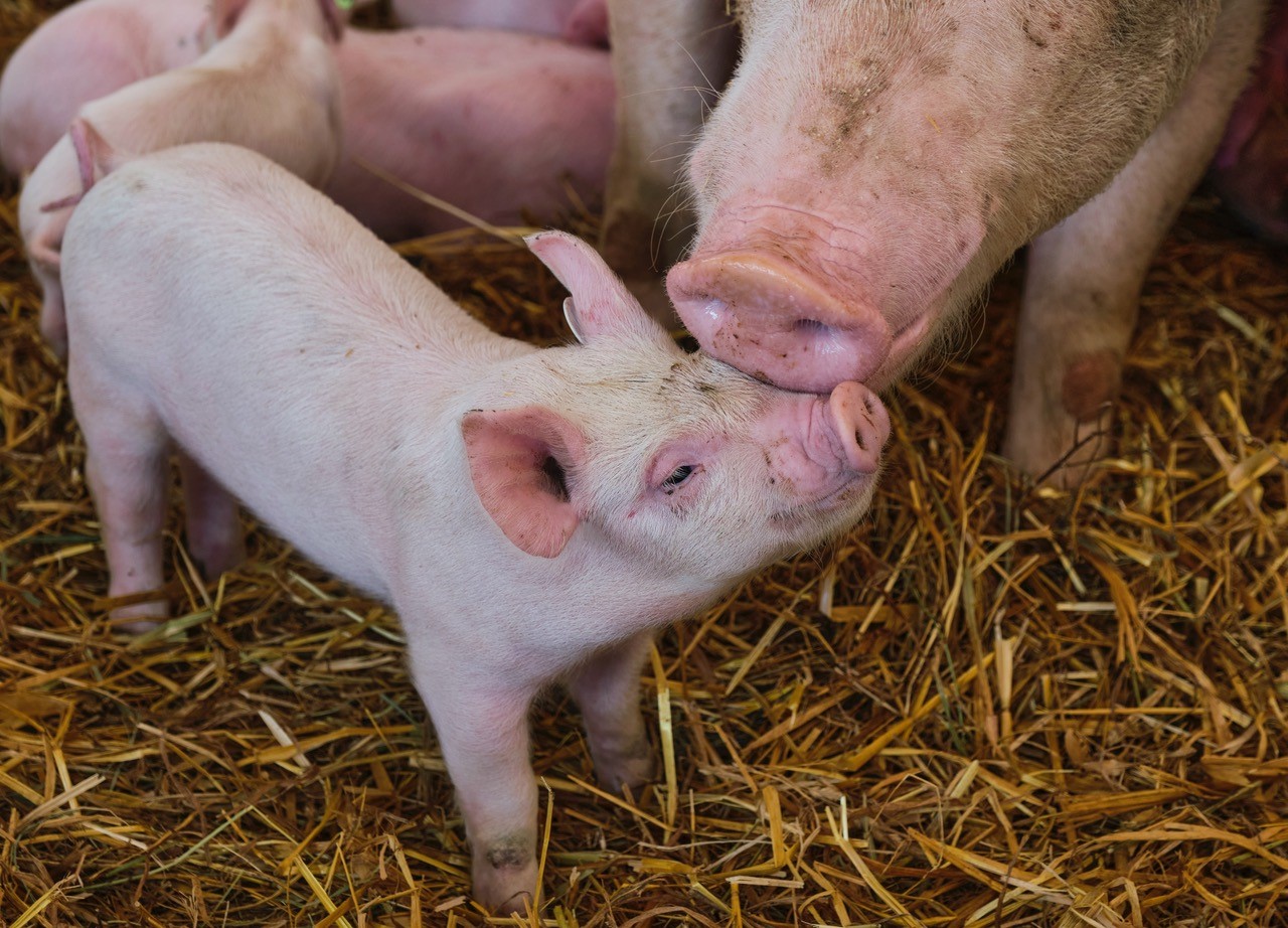 Moderate Volume in Lean Hogs - ADM Investor Services