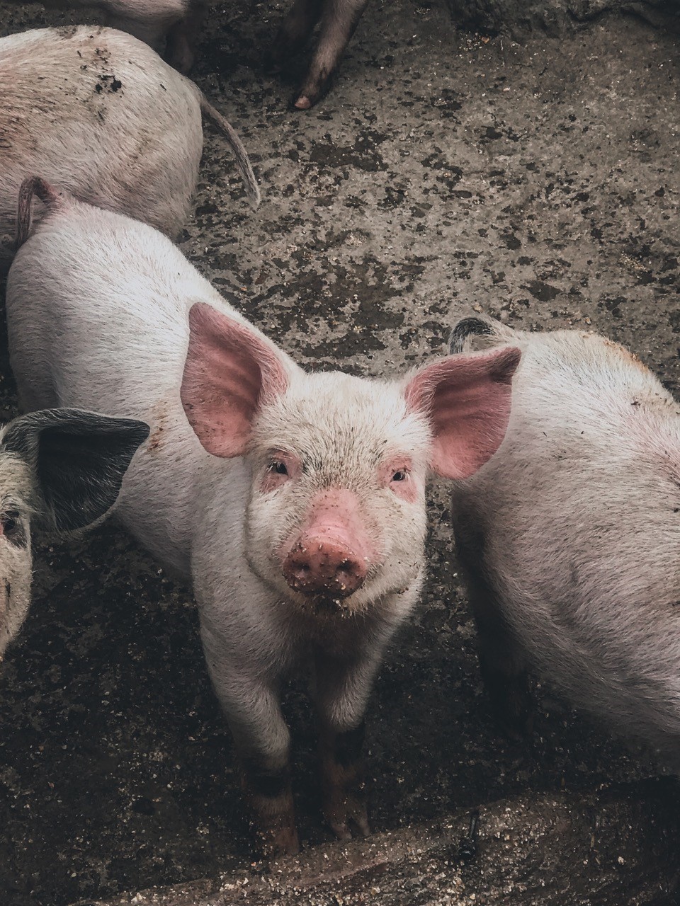 Pork Prices for January Were Down - ADM Investor Services