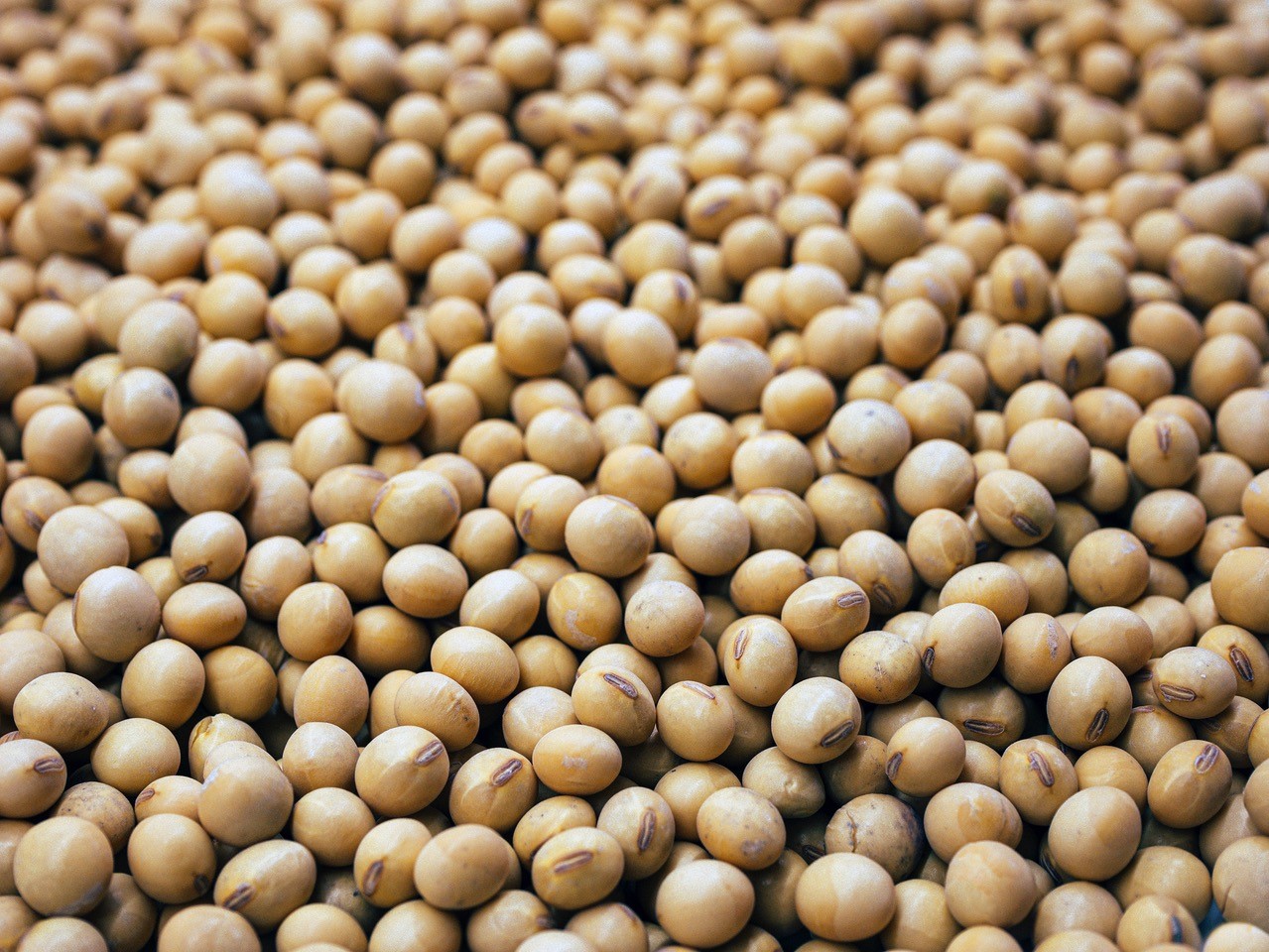 Soybean Crush Demand Still Strong - ADM Investor Services