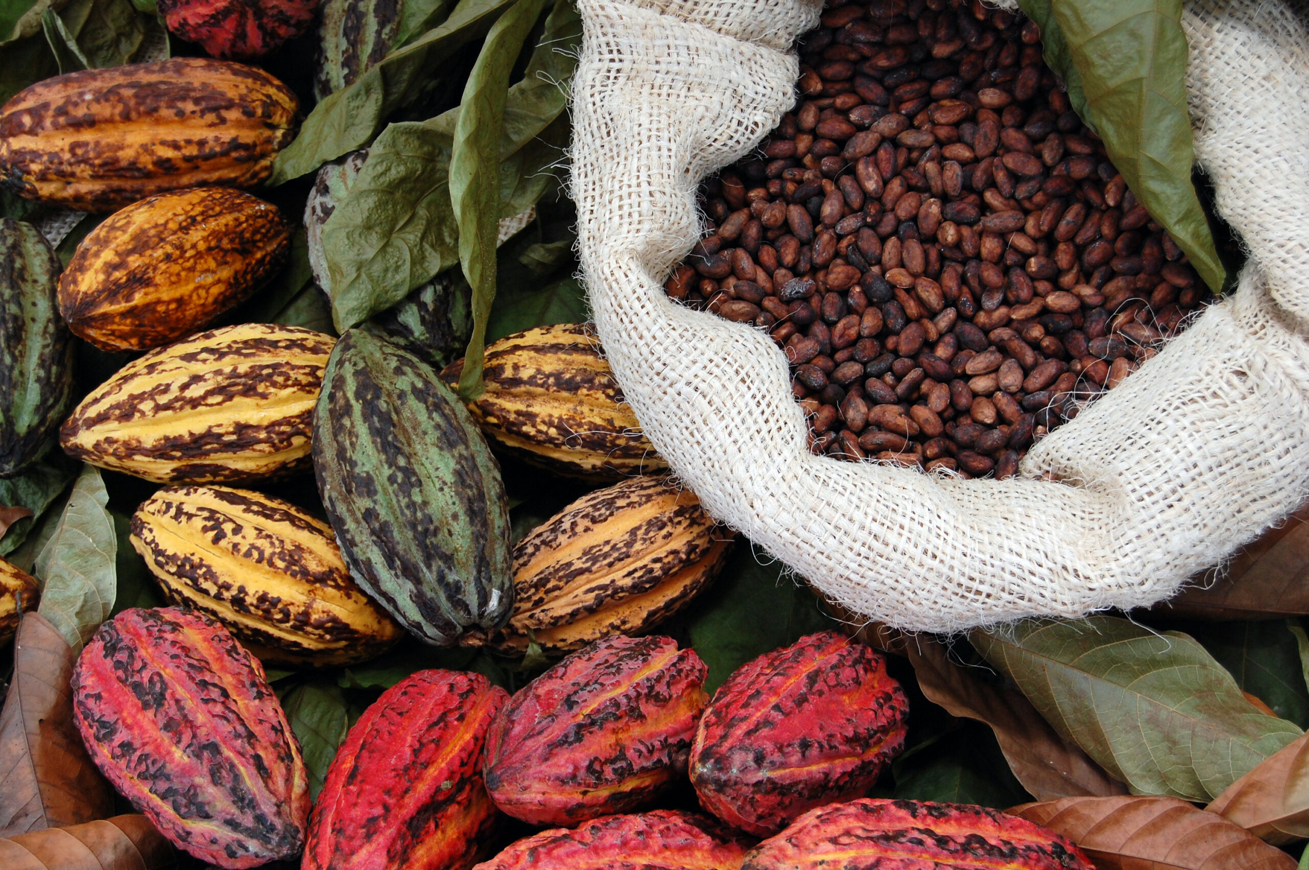 Cocoa Oversold Yet? - ADM Investor Services