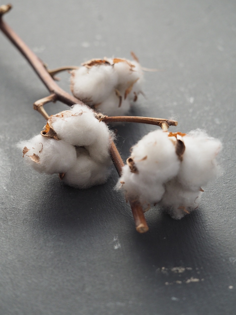 Cotton Higher After Crude Oil Rally - ADM Investor Services