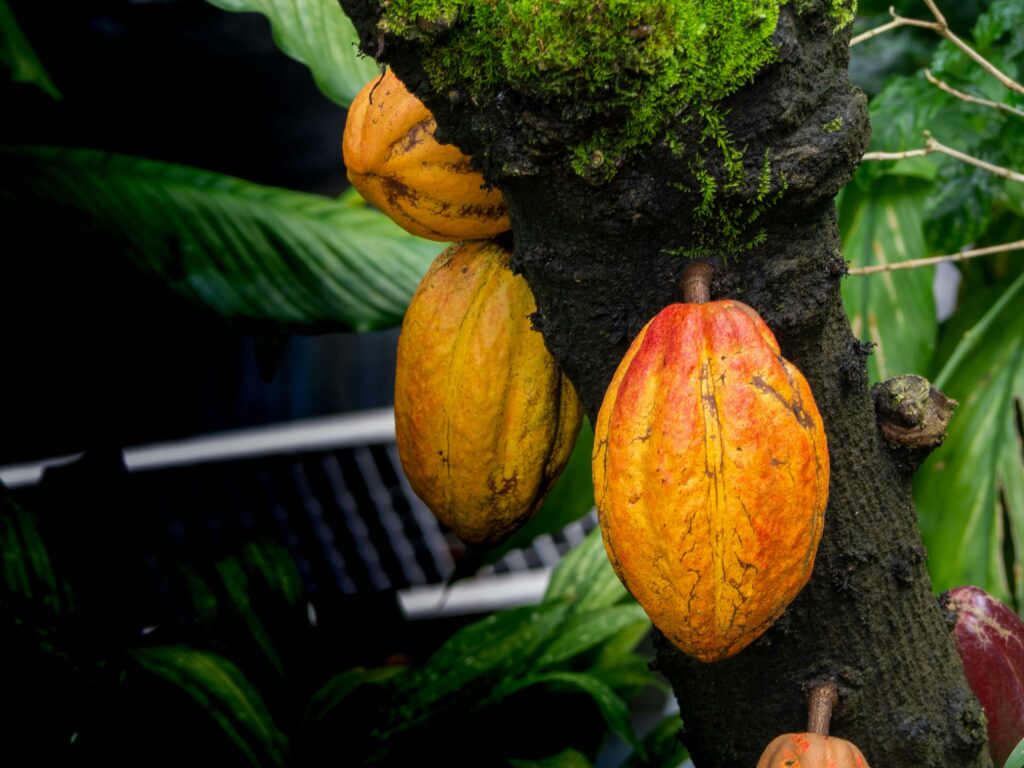 Mixed Views on Cocoa Crop - ADM Investor Services