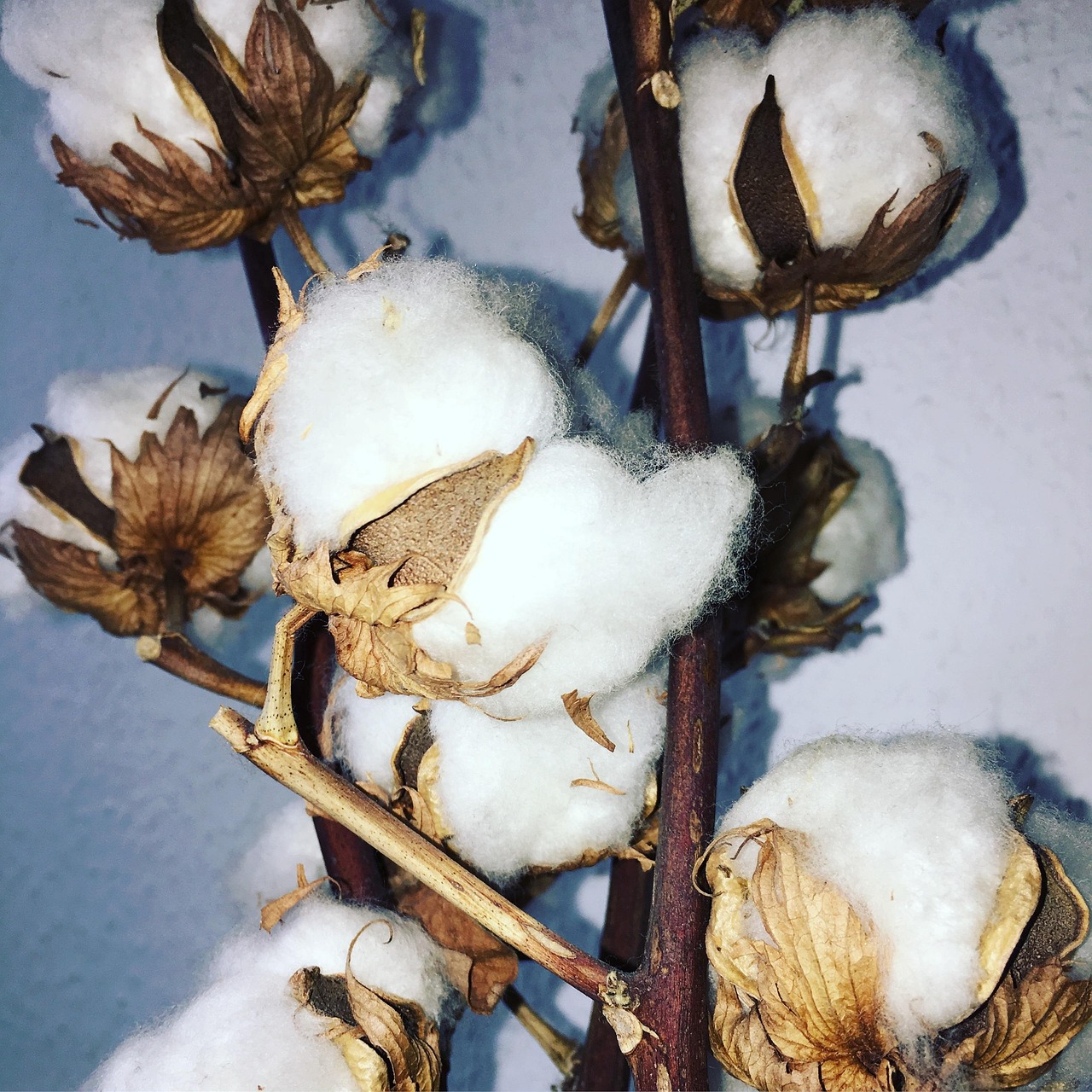 Cotton Market Positive Reaction to US/China Tariff Pause - ADM Investor ...