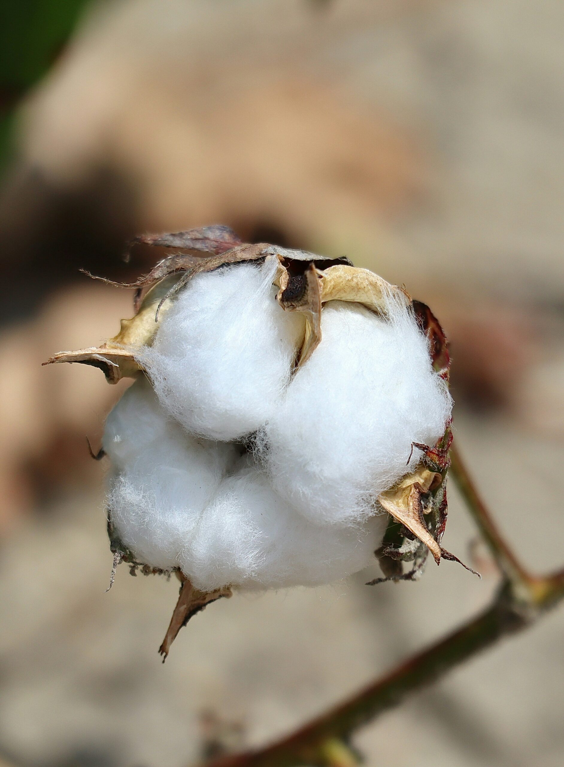 Cotton Retreats as Dry Weather Looms - ADM Investor Services
