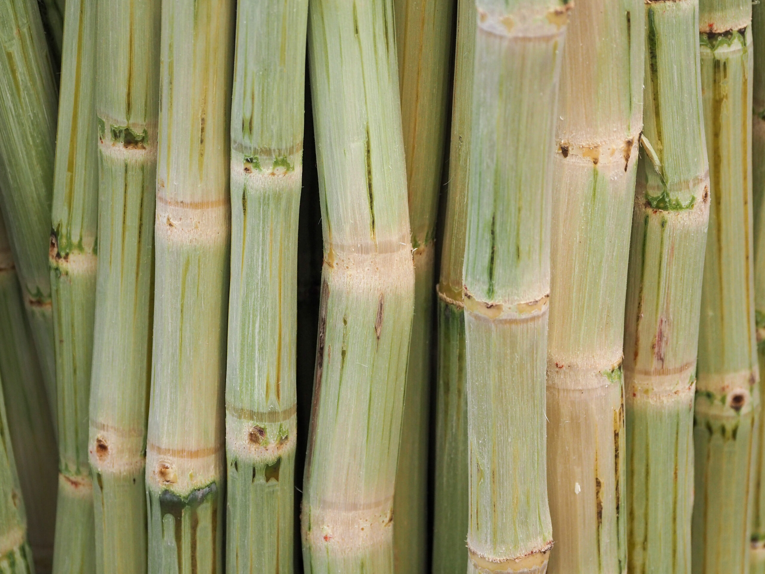 Freeze Threat Fails to Lift Sugar - ADM Investor Services