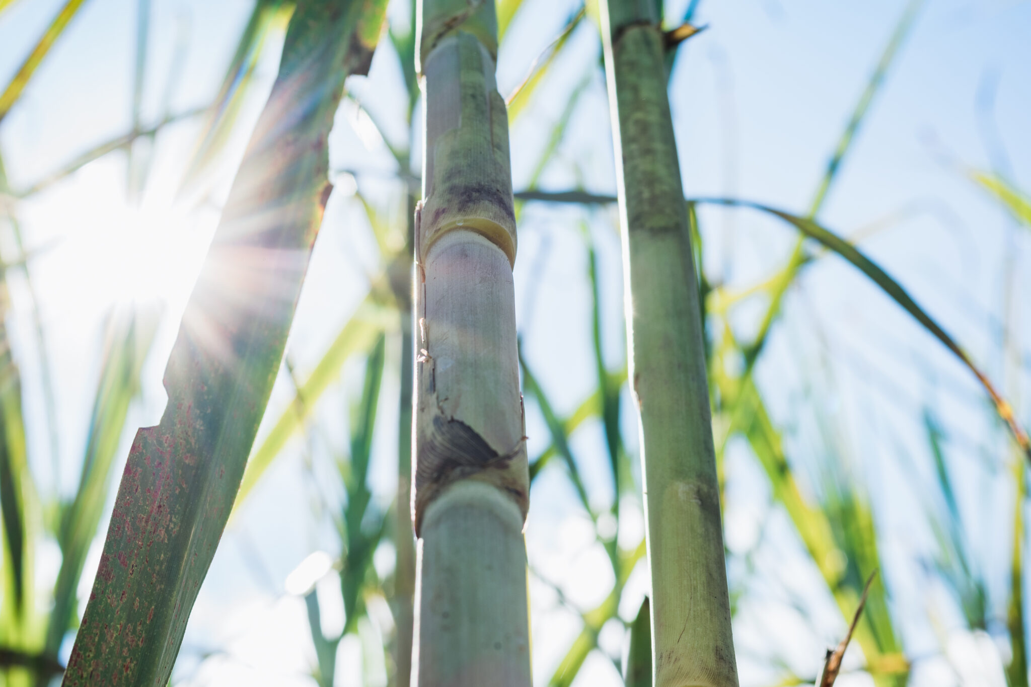 Global Weather Supports Strong Cane Crops - ADM Investor Services