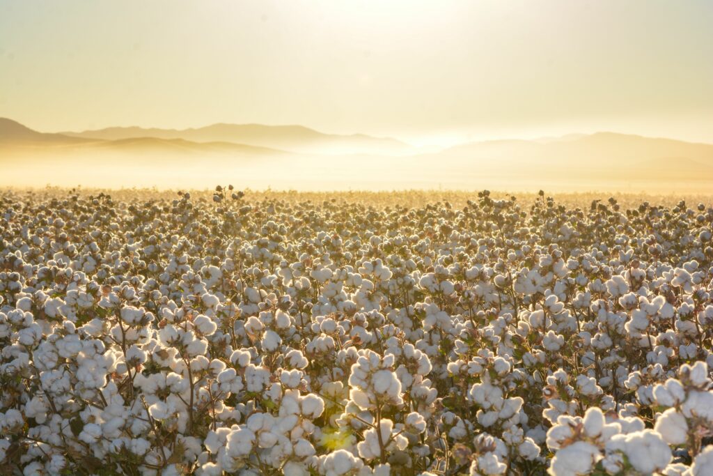 Cotton Yet to Benefit From El Nino Phenomenon - ADM Investor Services
