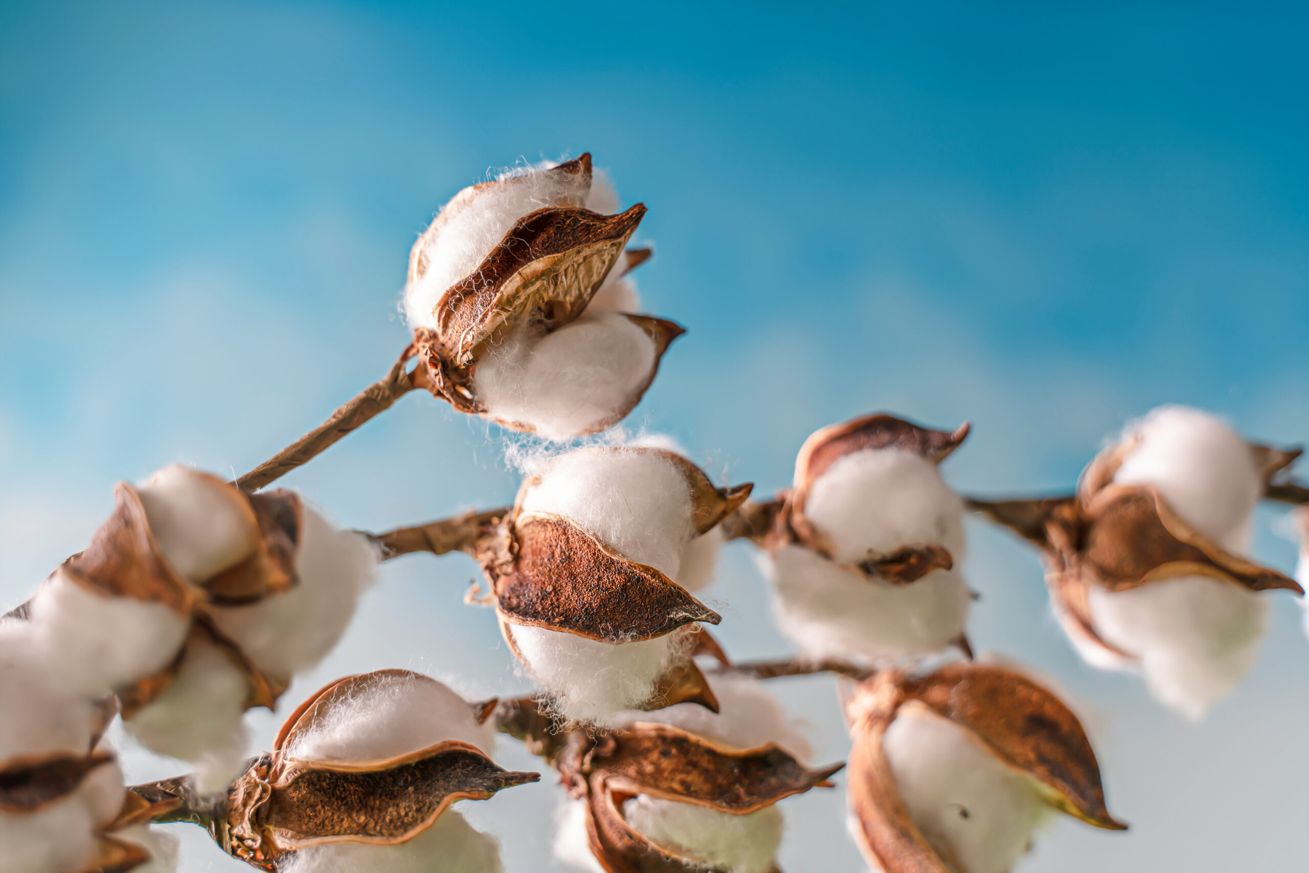 Cotton Declines, Traders Await Export Sales Data - ADM Investor Services