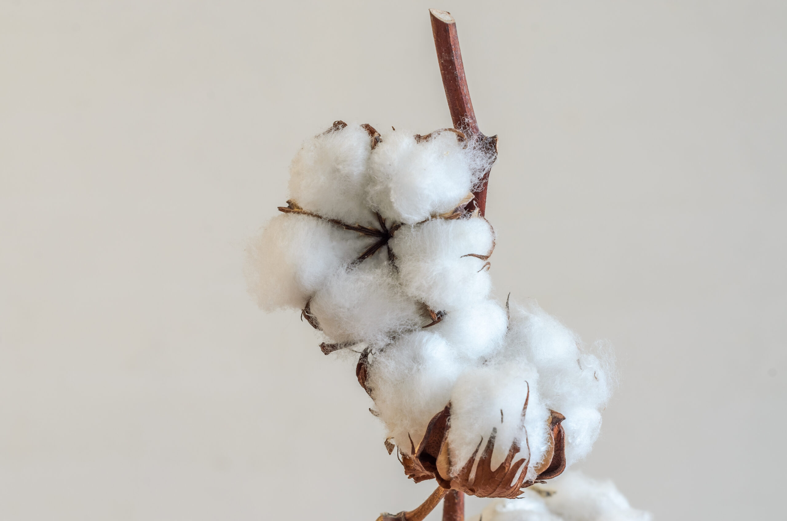 Equities Selloff Pressures Cotton - ADM Investor Services