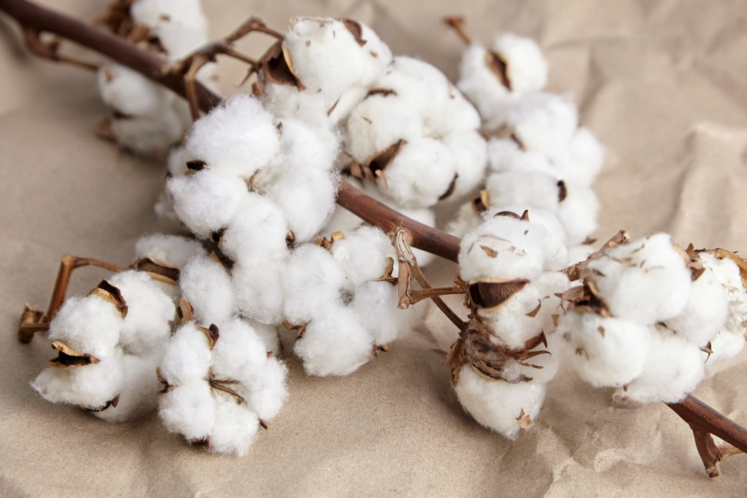 Oversold but Can US Cotton Find Buyers? - ADM Investor Services