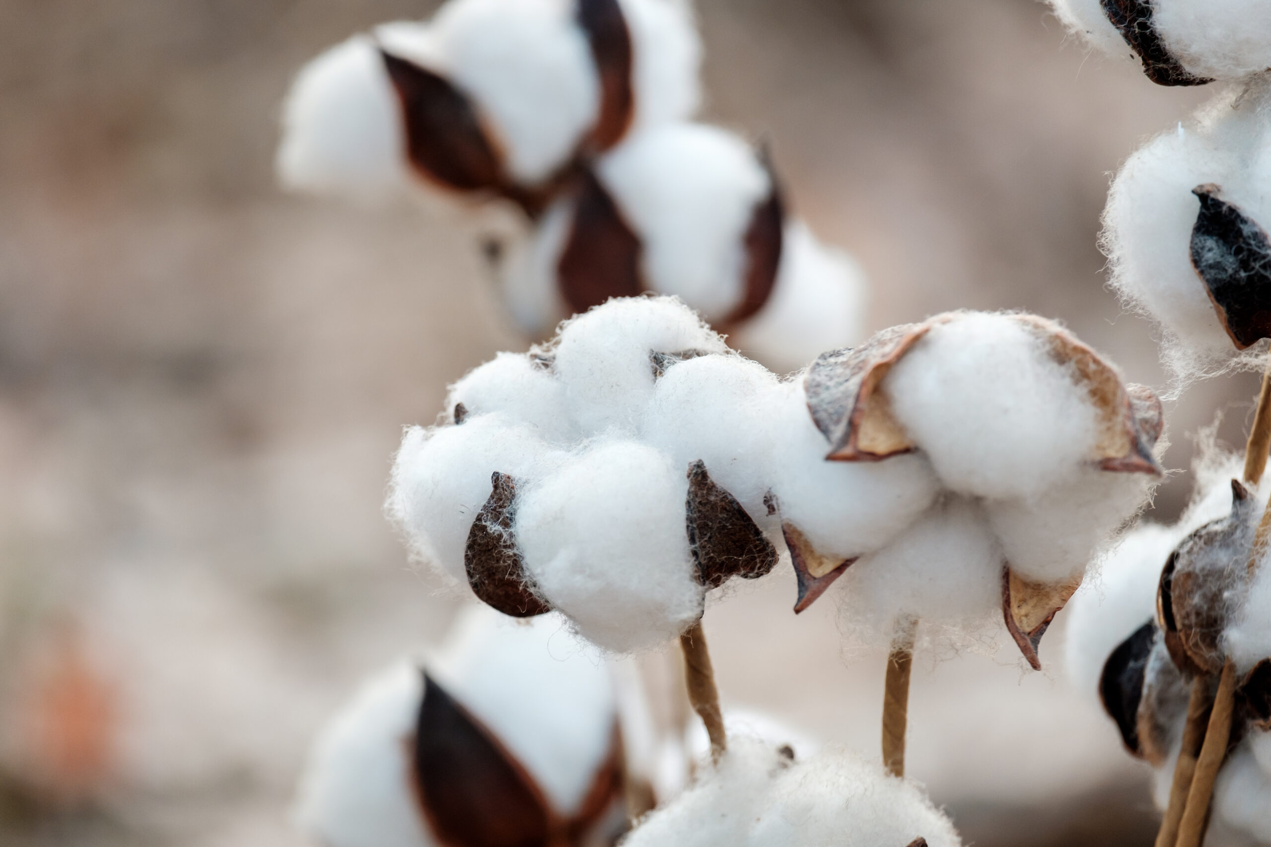 December Cotton Slips on Weak Export Hopes - ADM Investor Services
