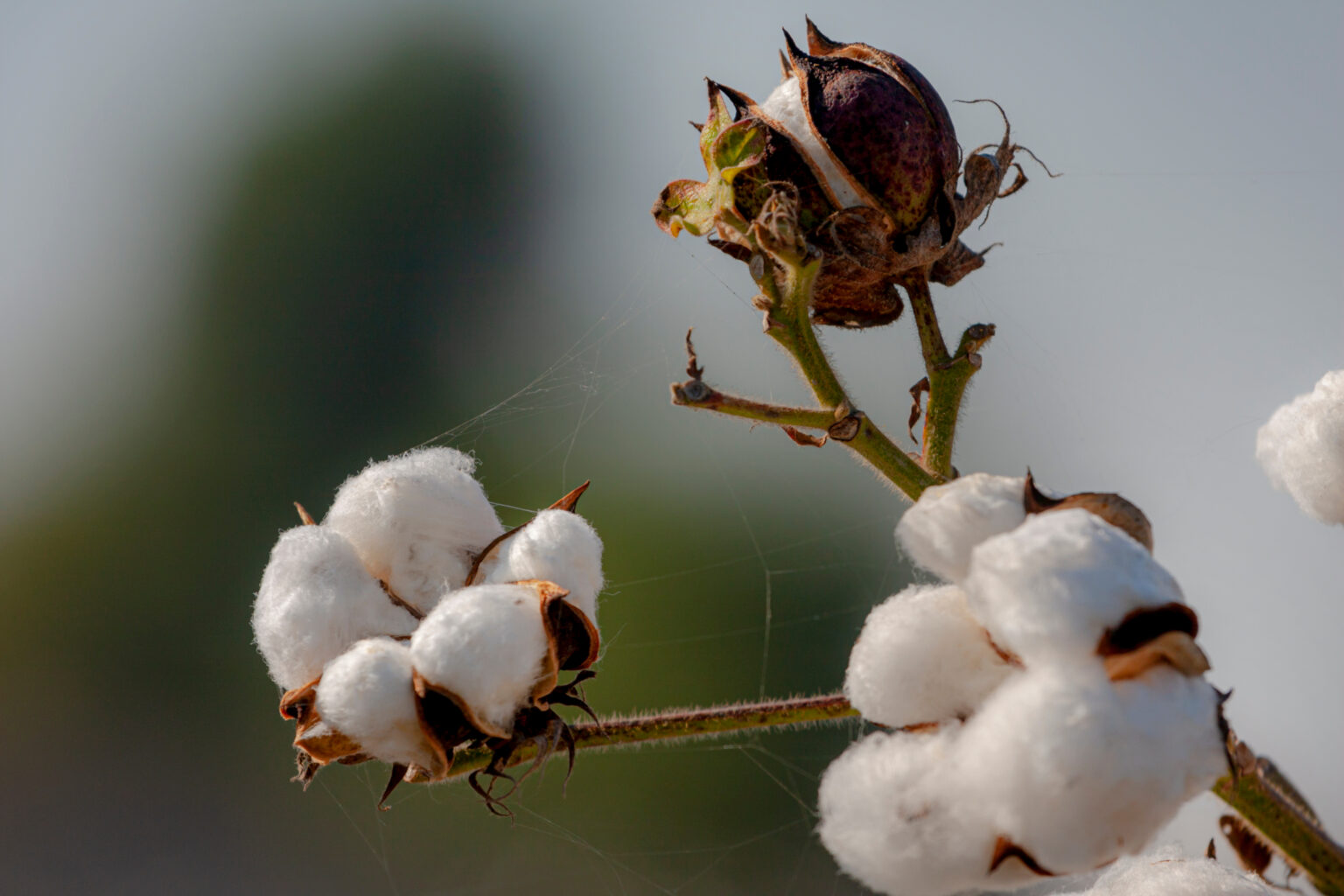Cotton Slips Ahead of USDA Outlook Forum - ADM Investor Services