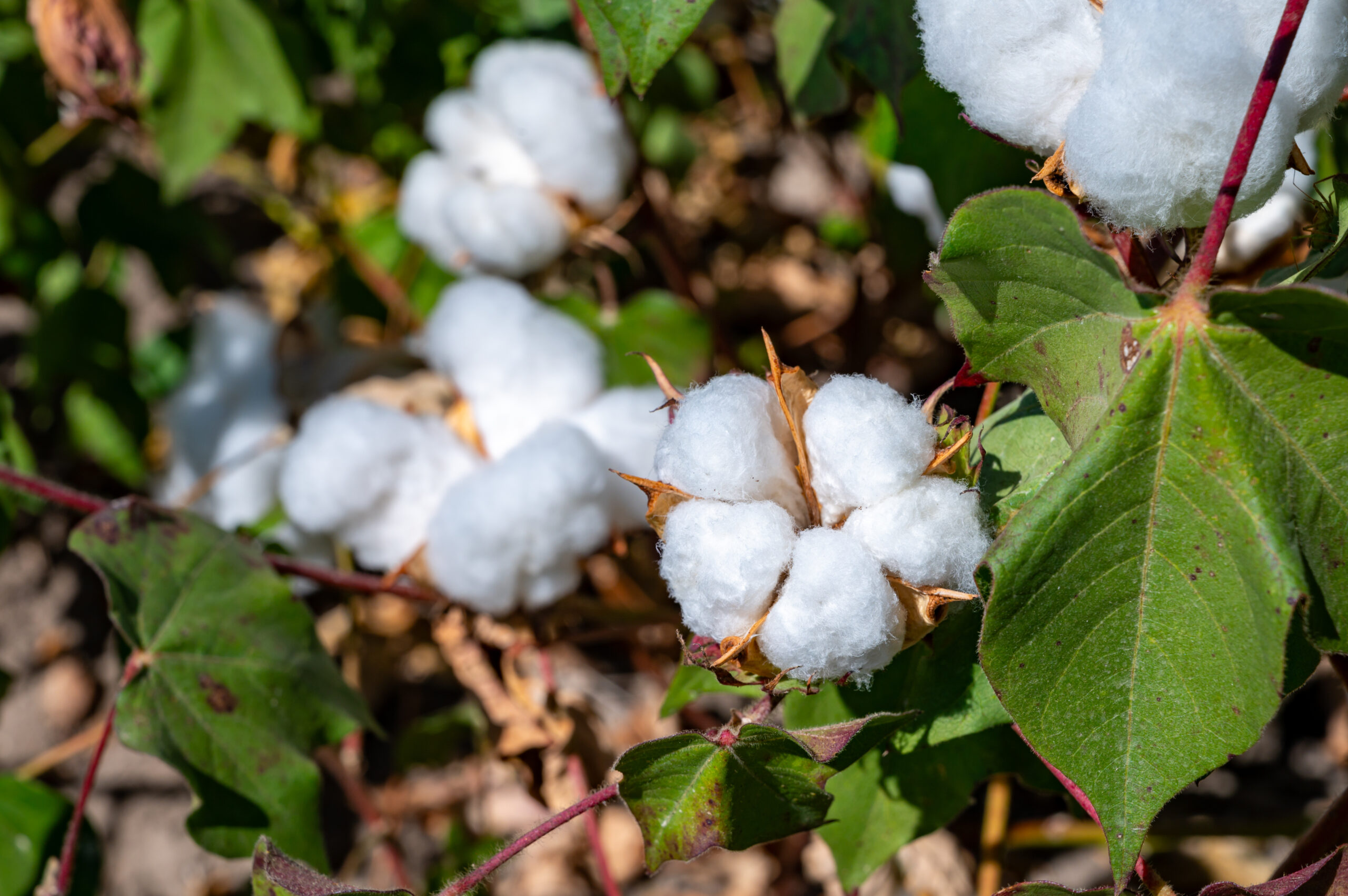 Cotton Prices Near Tariff-Era Lows - ADM Investor Services