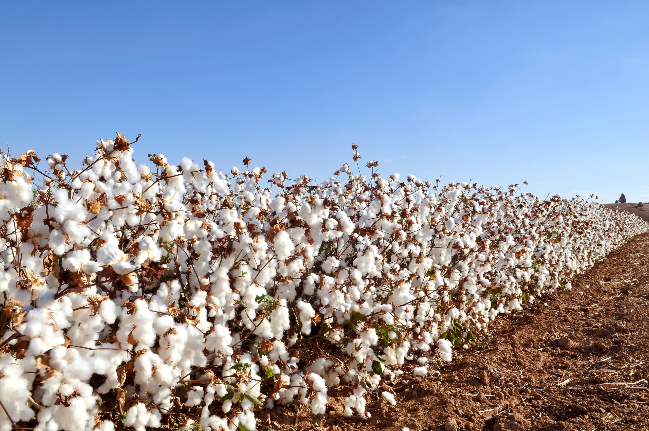Cotton Steadies Under USD, Harvest Pressure - ADM Investor Services