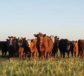 Sharp Drop in Open Interest in Cattle Futures - Archer Financial Services