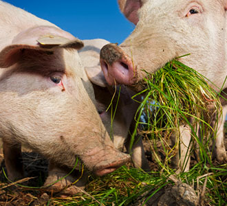 Lean Hog Prices Chugging Along - Archer Financial Services