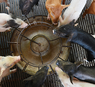 Light Volume For Lean Hogs - Archer Financial Services