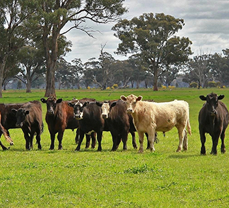 Heavy Trading Day in Lean Hogs - Archer Financial Services
