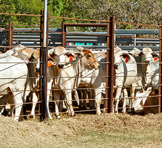 Tighter Supply Ahead in Cattle - Archer Financial Services