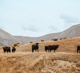 Cattle Drifting Lower - Archer Financial Services