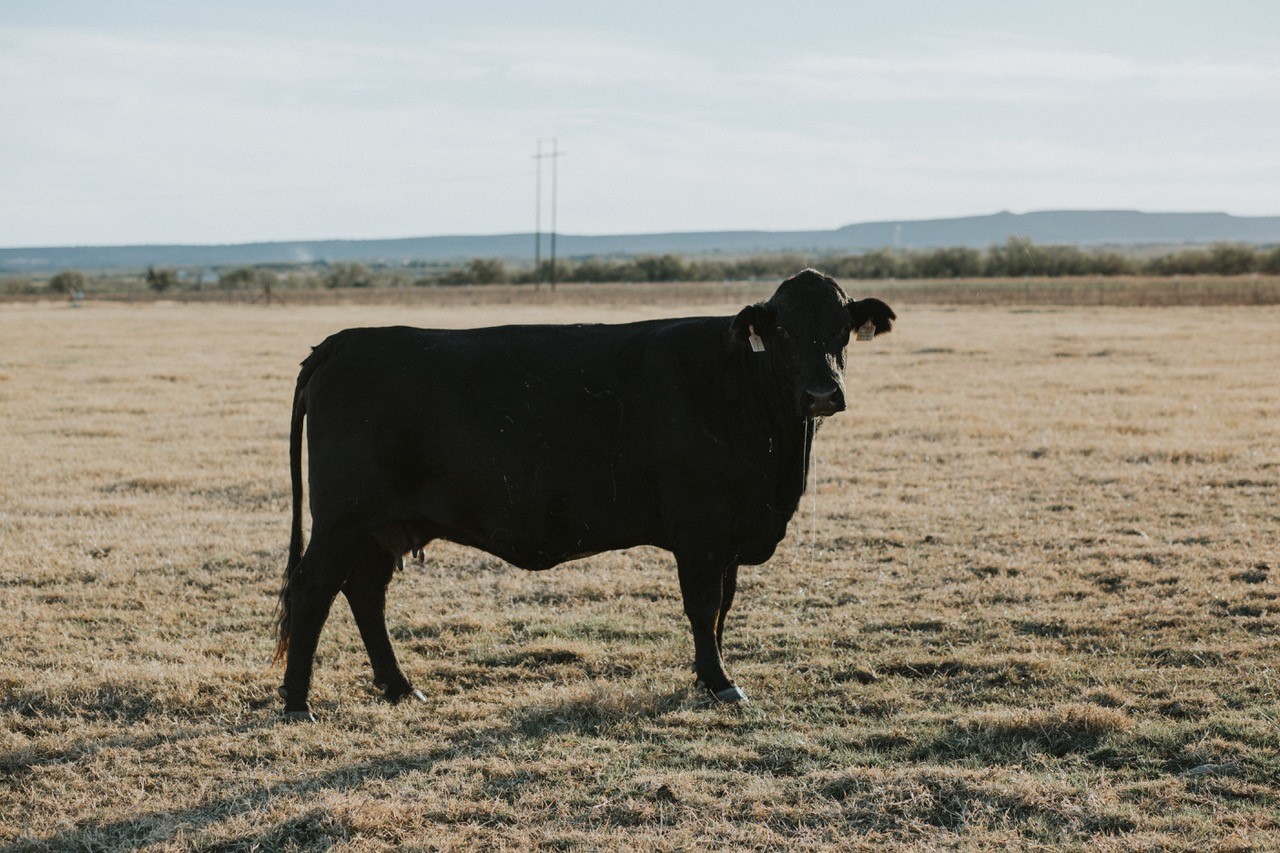 Cash Cattle Varying Prices - Archer Financial Services
