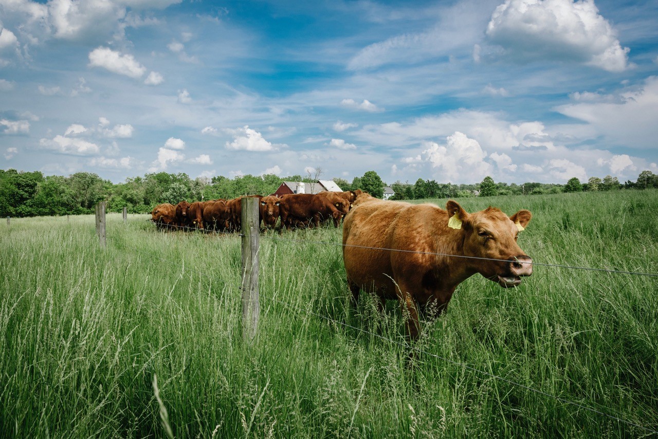 Drop in Equities Worries Cattle Futures - Archer Financial Services