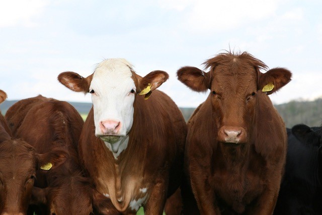 Cattle Weights Should Increase - Archer Financial Services