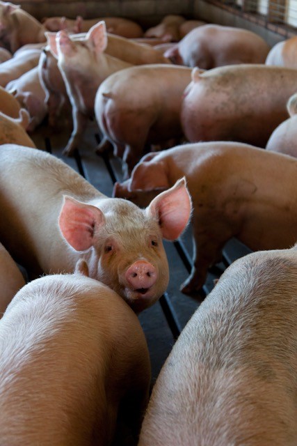 Gyrations in Lean Hog Futures - Archer Financial Services