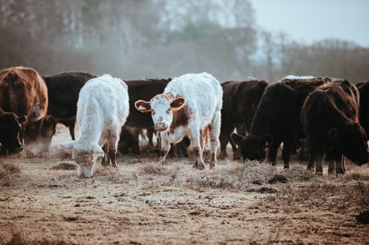 Live Cattle & Feeder Cattle Vol Light - Archer Financial Services