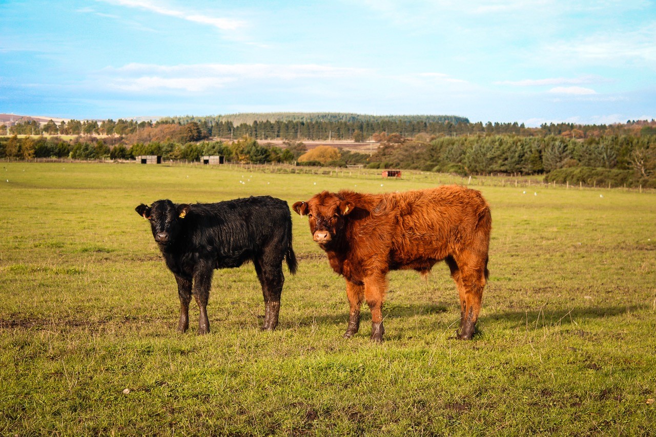 Short Liquidation in Live Cattle - Archer Financial Services