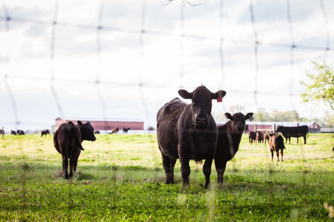 Volume Down For Live Cattle - Archer Financial Services