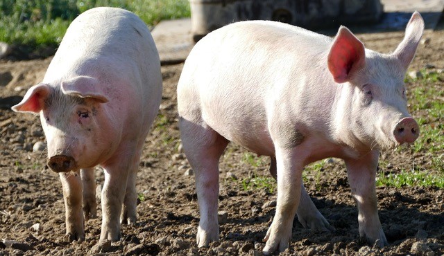 Volatile Summer Lean Hogs Futures - Archer Financial Services