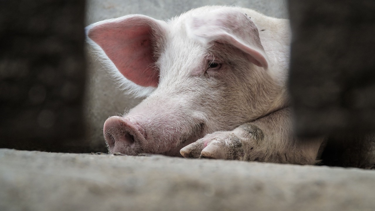 Lean Hog Trade Volume Light - Archer Financial Services