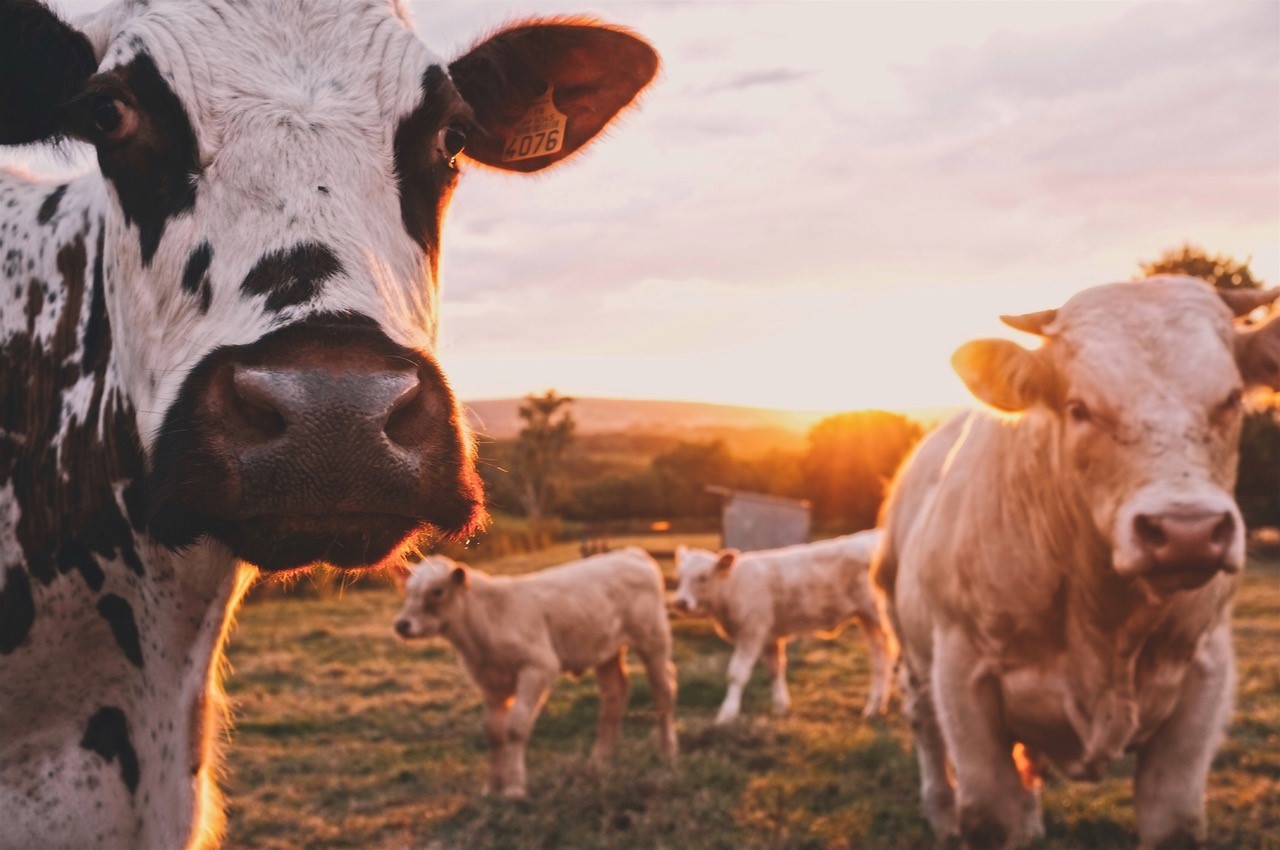 Trump Quadrupling Argentina Beef Tariff Rate Quota - Archer Financial ...