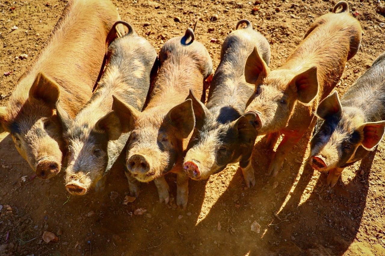 Market Reacts to Hogs & Pigs Report - Archer Financial Services