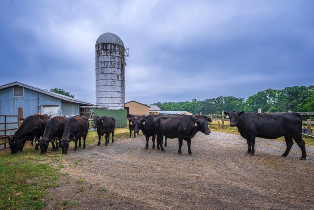 Trade Volume Light in Cattle & Hogs - Archer Financial Services