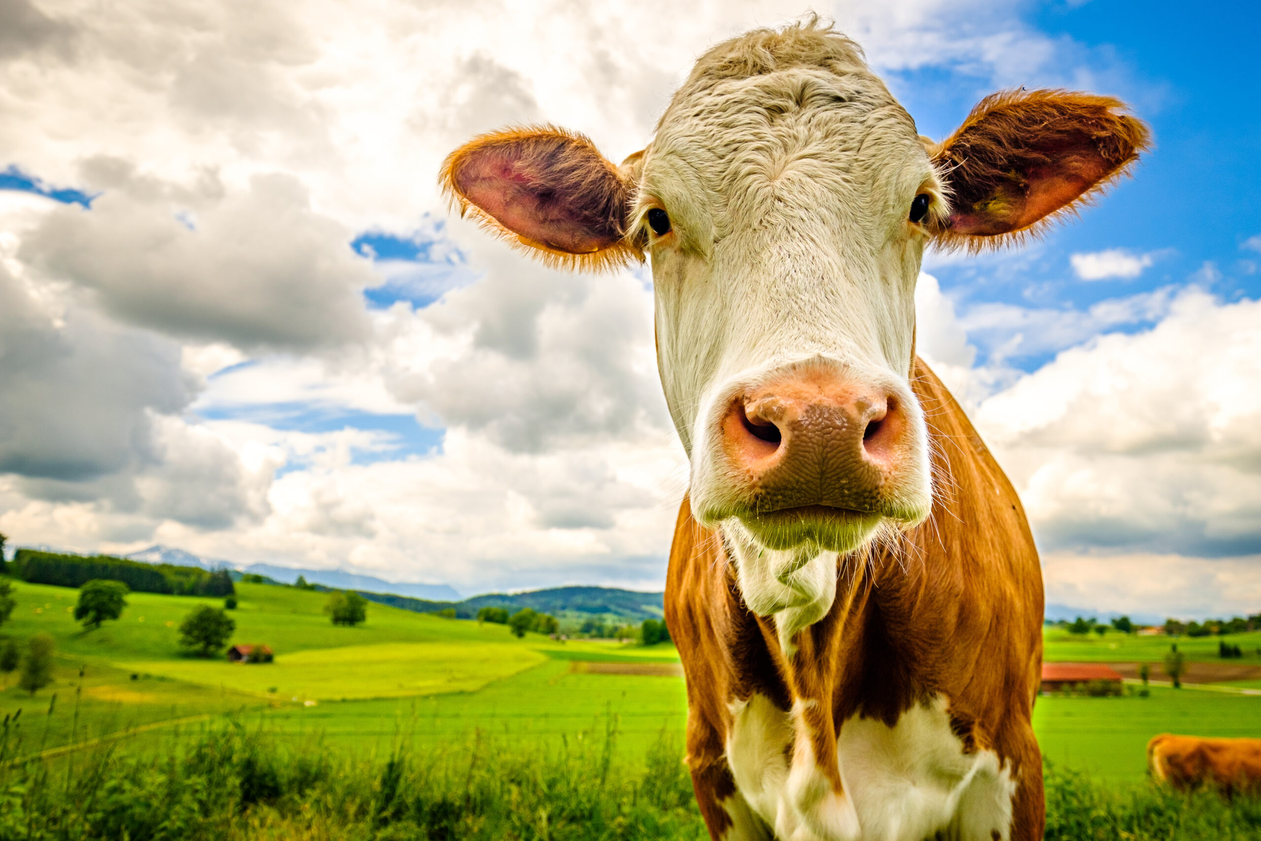 Oct Cattle Most Actively Traded Month - Archer Financial Services